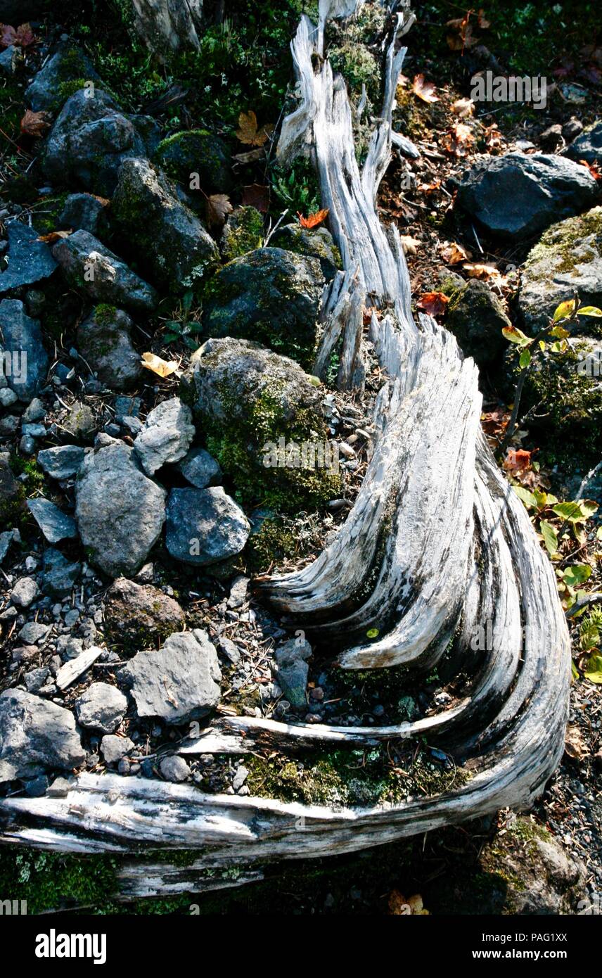 Dead tree stump in rocks hi-res stock photography and images - Alamy