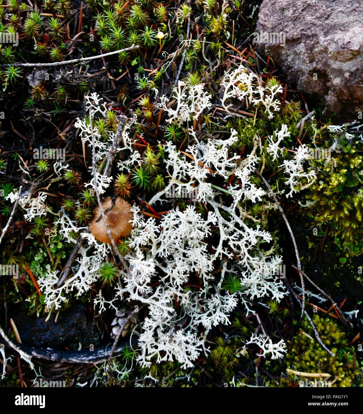 Wild Mushrooms and Fungus with evergreen sprouts in rocky soil Stock ...
