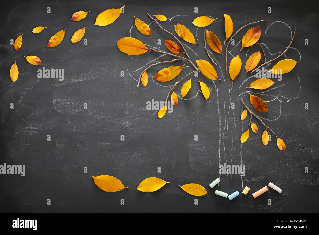 Back to school concept. Top view banner of tree sketch with autumn dry ...