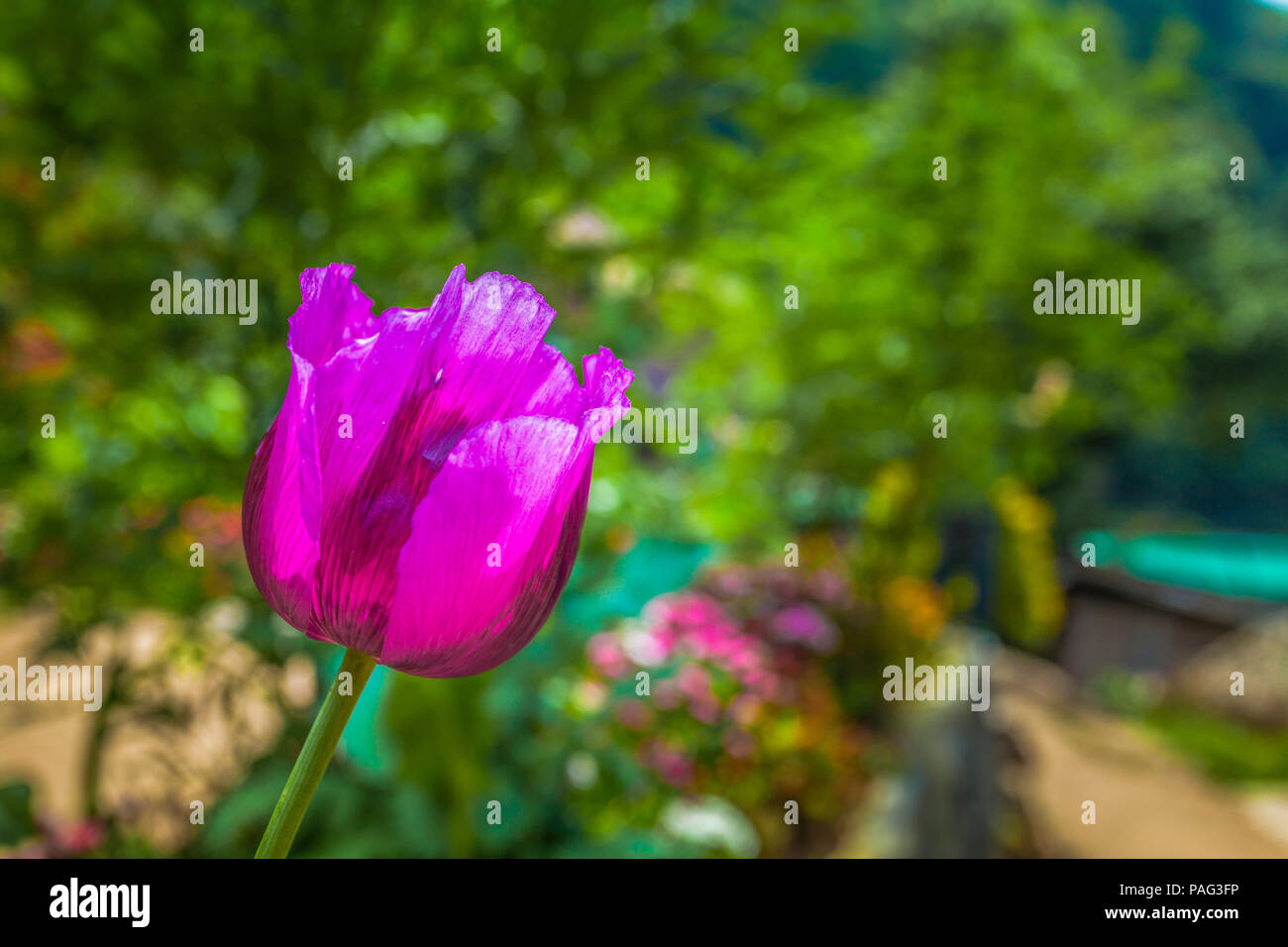 opium poppy flower was planted for the show in Hmong tribal village in ...