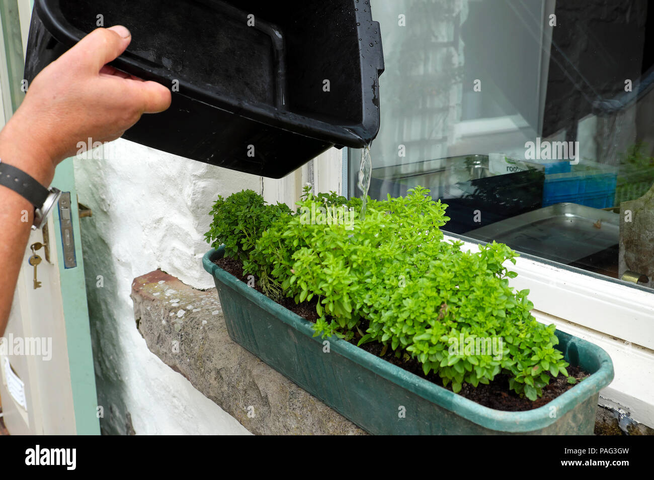 Greek basil hi-res stock photography and images - Alamy
