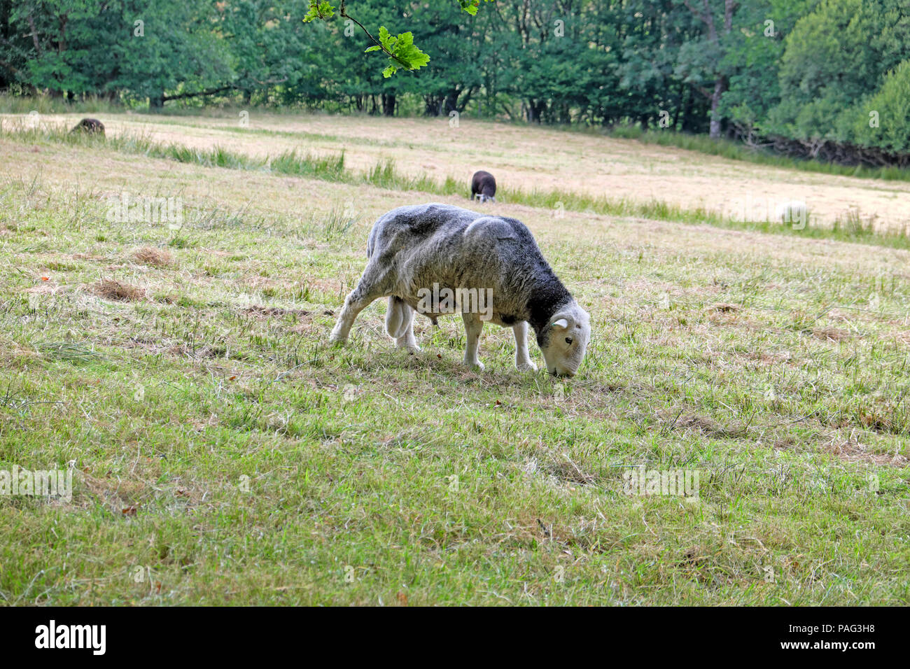 Herdwick ram sheep grazing in a field in the 2018 summer heatwave in ...