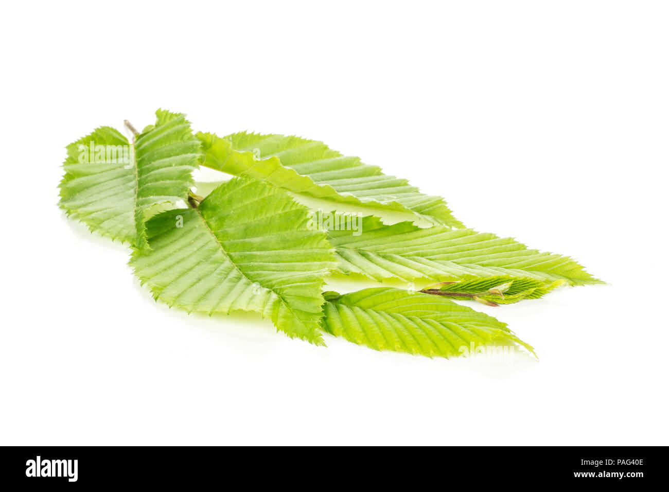 One whole fresh green plant fresh rib leaves elm branch isolated on ...