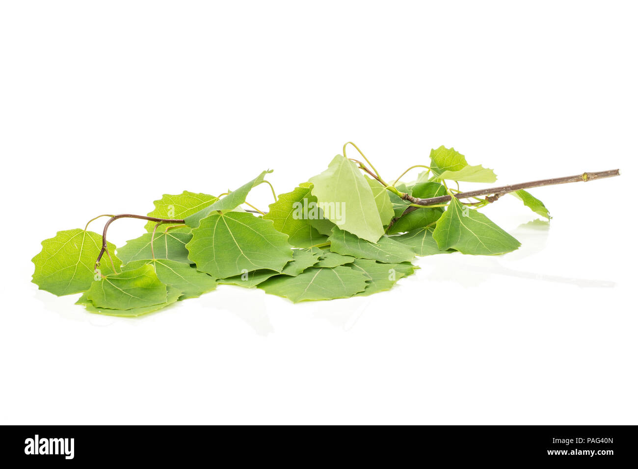 One whole fresh green plant common european aspen branch isolated on ...