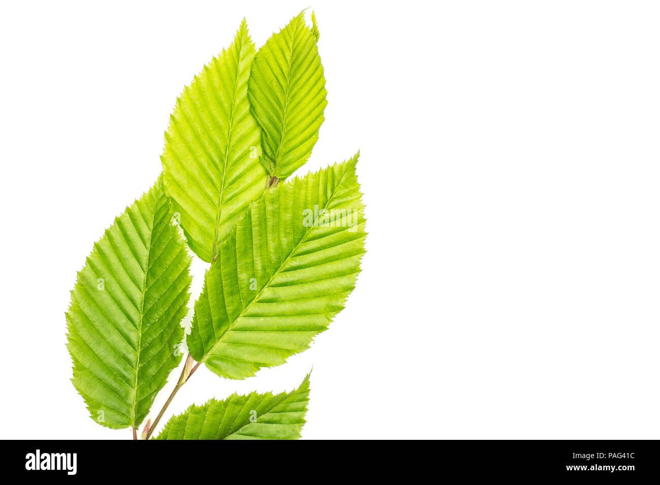 One whole fresh green plant elm branch with fresh rib leaves flatlay ...