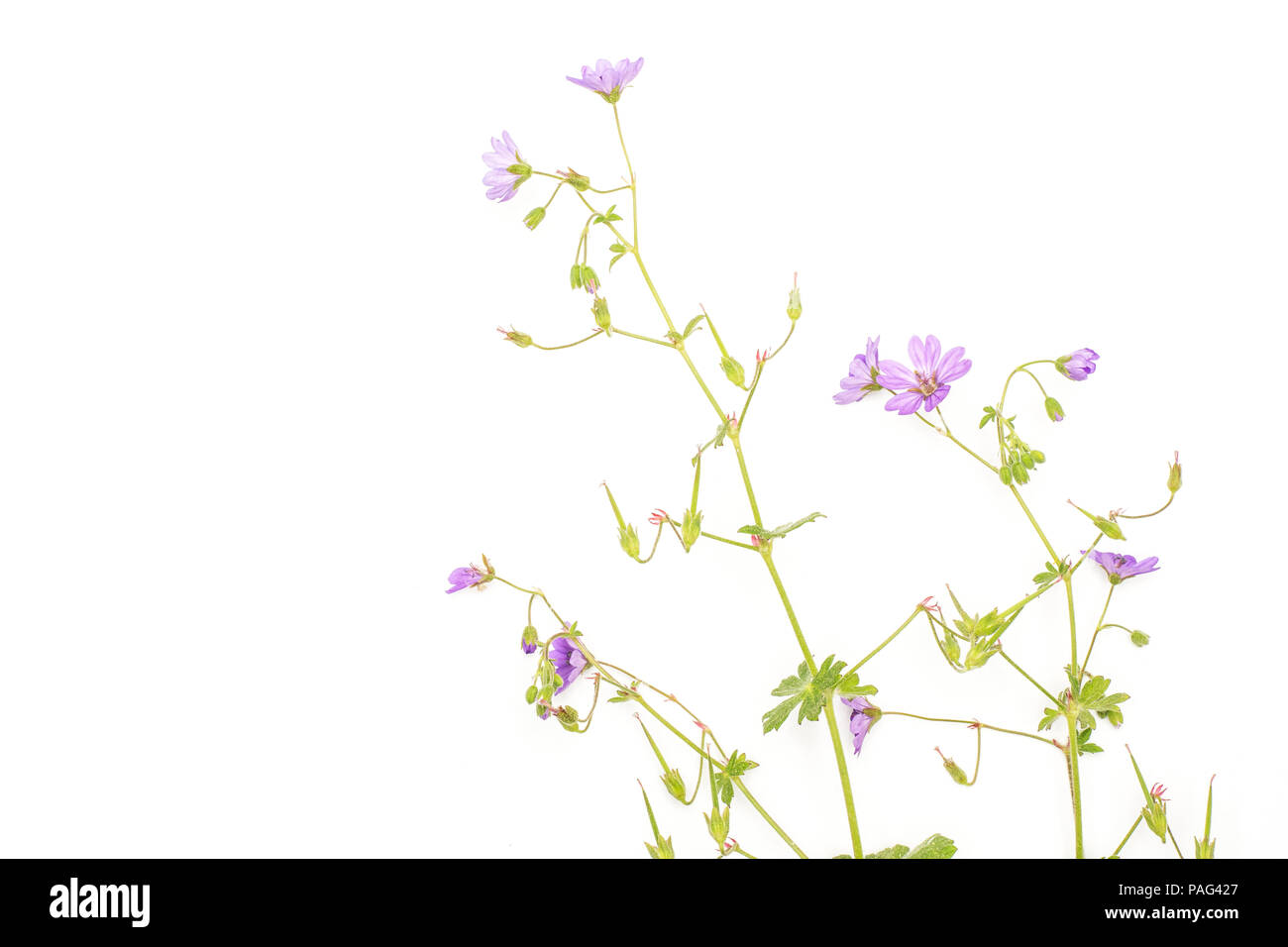 One whole fresh green plant redstem filaree flowers flatlay isolated on ...