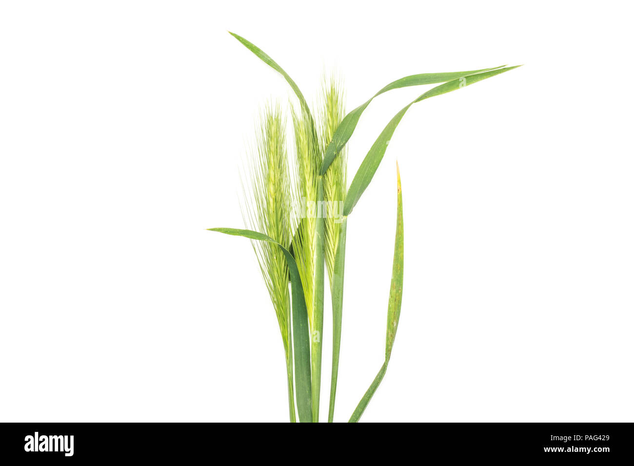 Group of three whole fresh green plant barley mouse grass bunch flatlay ...