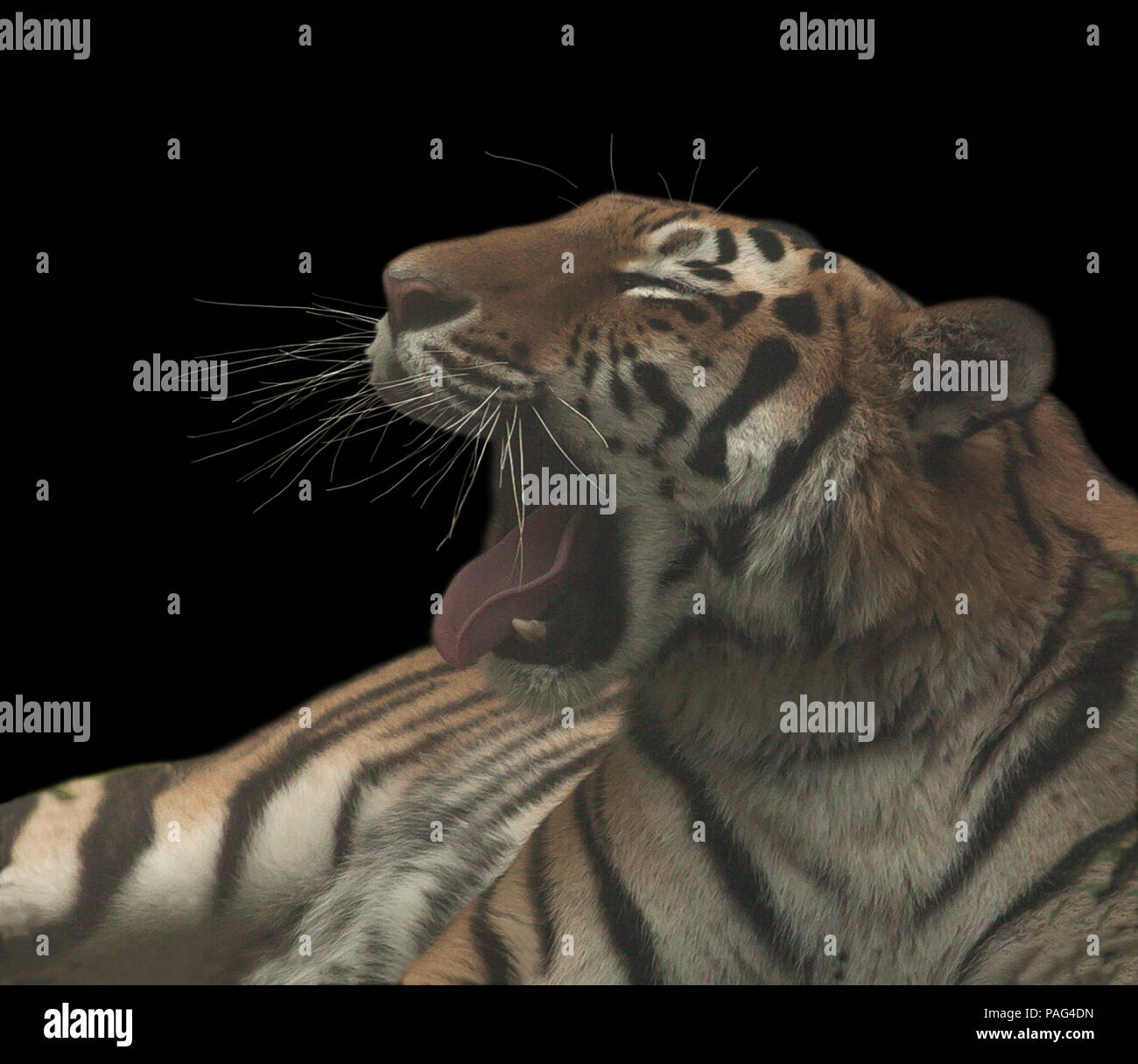 Angry growling tiger isolated on black background Stock Photo - Alamy