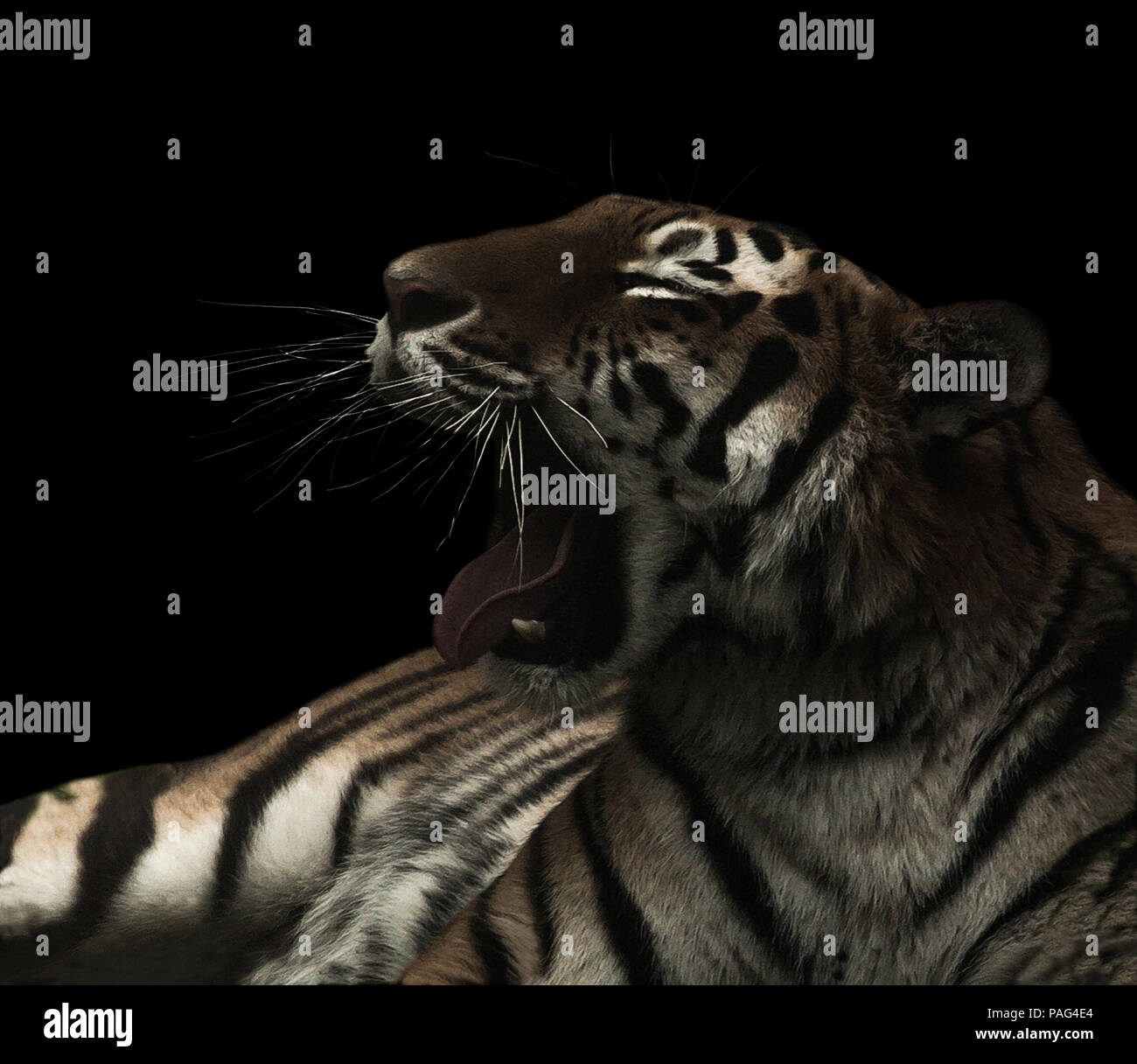 Angry growling tiger isolated on black background Stock Photo - Alamy