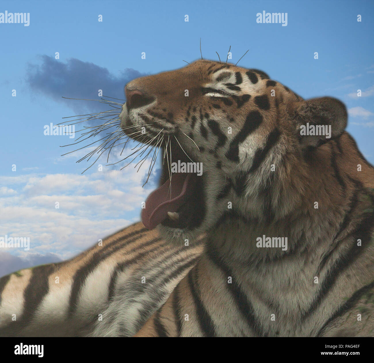 Growling tiger hi-res stock photography and images - Alamy