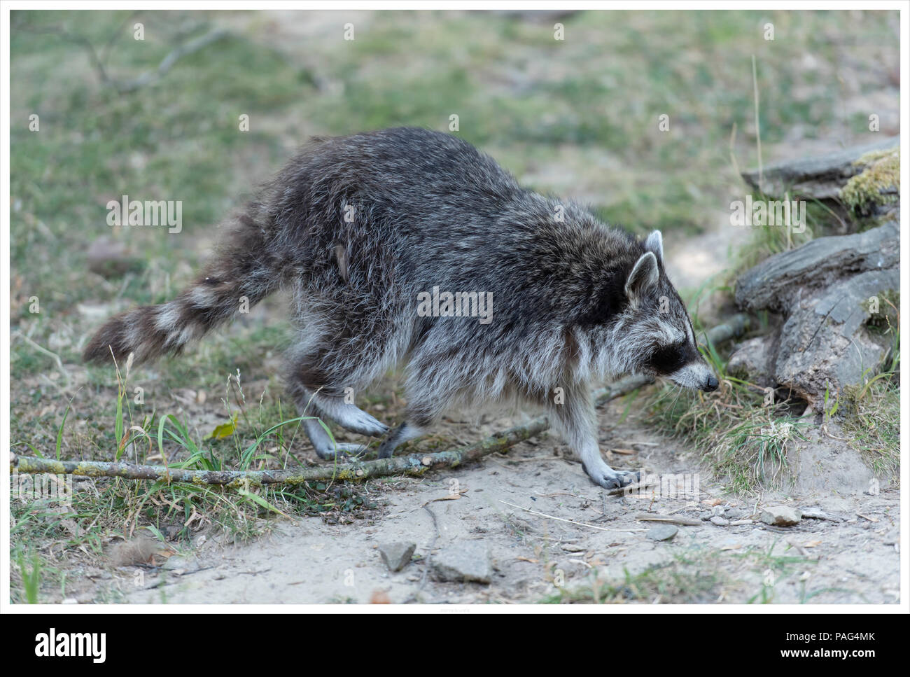Raccoon profile hi-res stock photography and images - Alamy