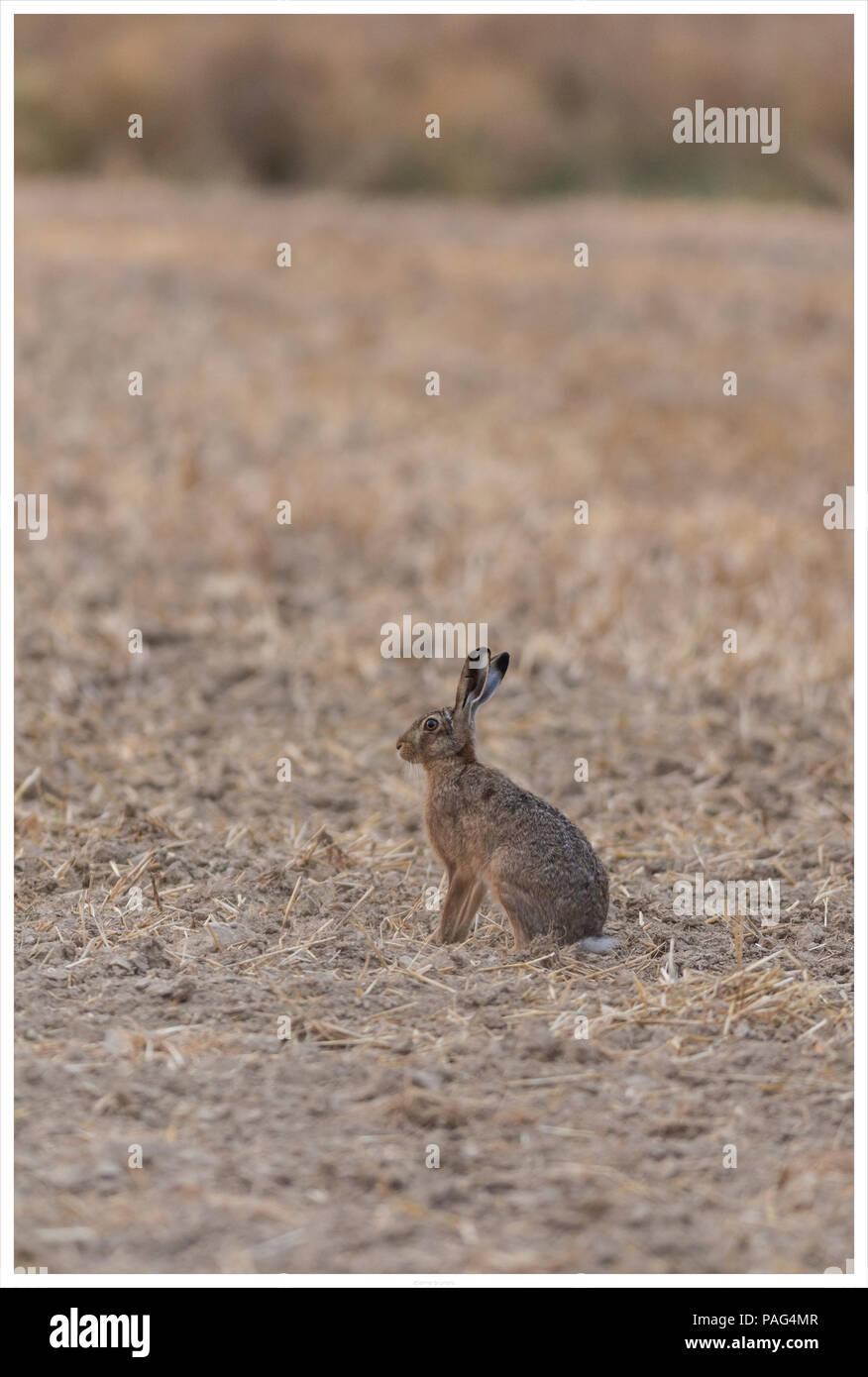 English hare hi-res stock photography and images - Alamy