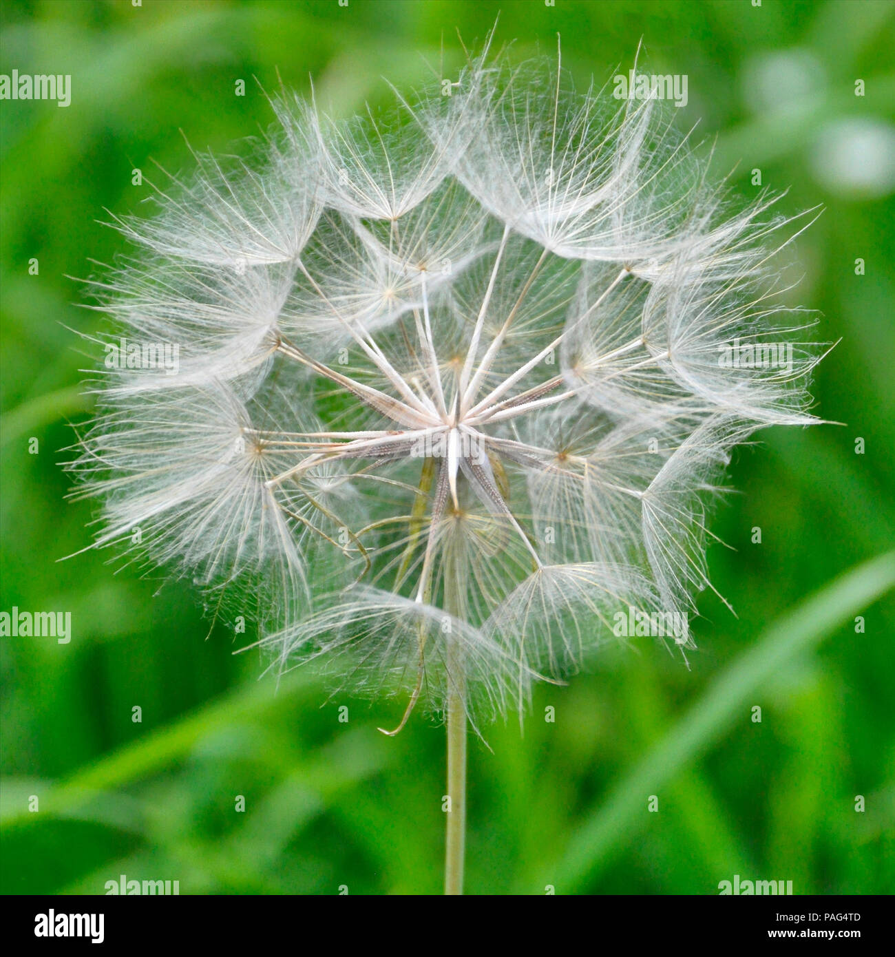 dandelion macro photo beginning of summer super close-up Stock Photo - Alamy