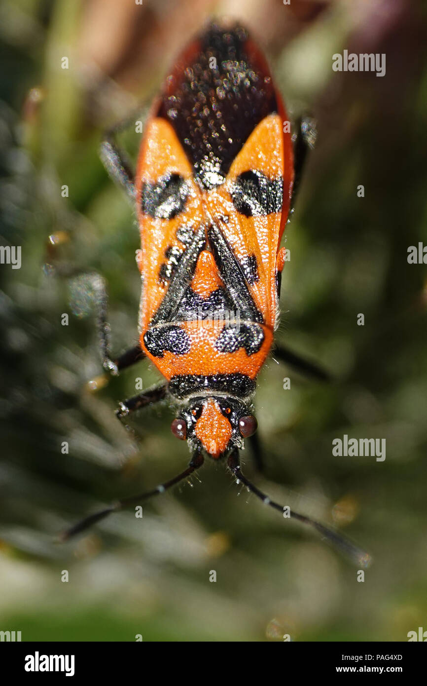 Cinnamon bug in its natural habitat in Denmark Stock Photo - Alamy