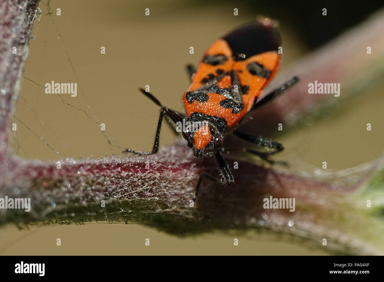 Cinnamon bug in its natural habitat in Denmark Stock Photo - Alamy