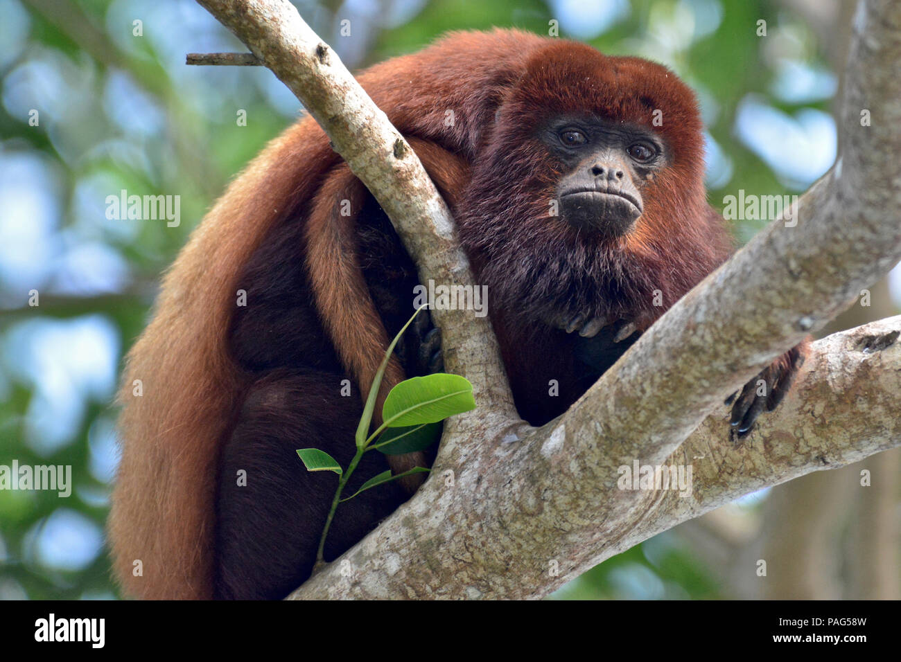 Red Howler Monkey, Alouatta seniculus Stock Photo - Alamy