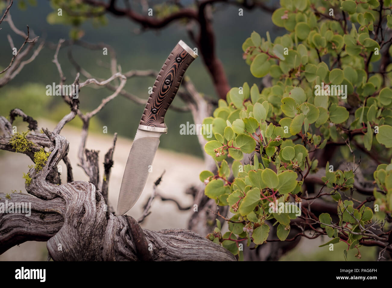 A fixed blade bushcraft knife sticking out of the trunk of a Manzanita ...
