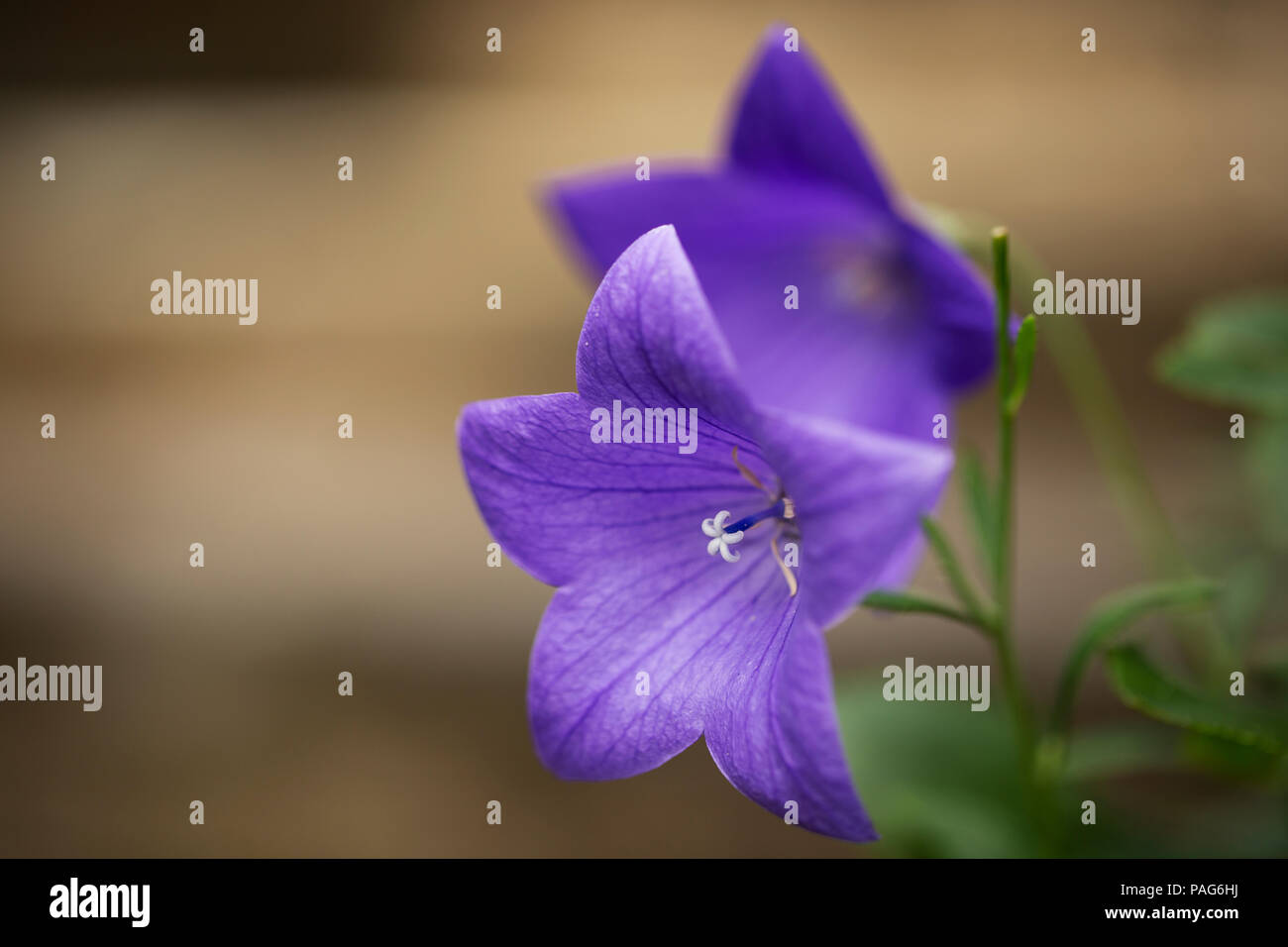 Platycodon sentimental blue hi-res stock photography and images - Alamy