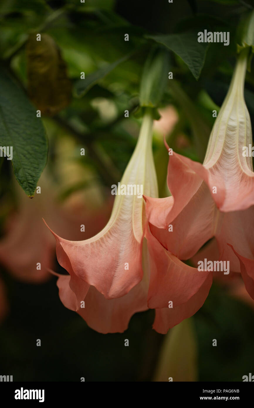 Angel's trumpet (Brugmansia) Jean Pasco flowers growing in a garden ...