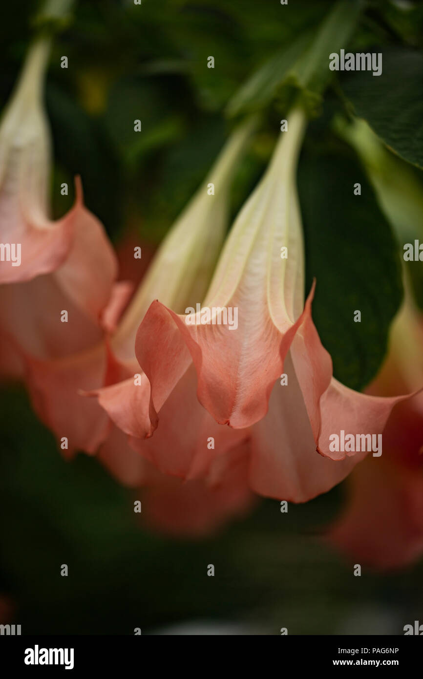 Angel's trumpet (Brugmansia) Jean Pasco flowers growing in a garden ...