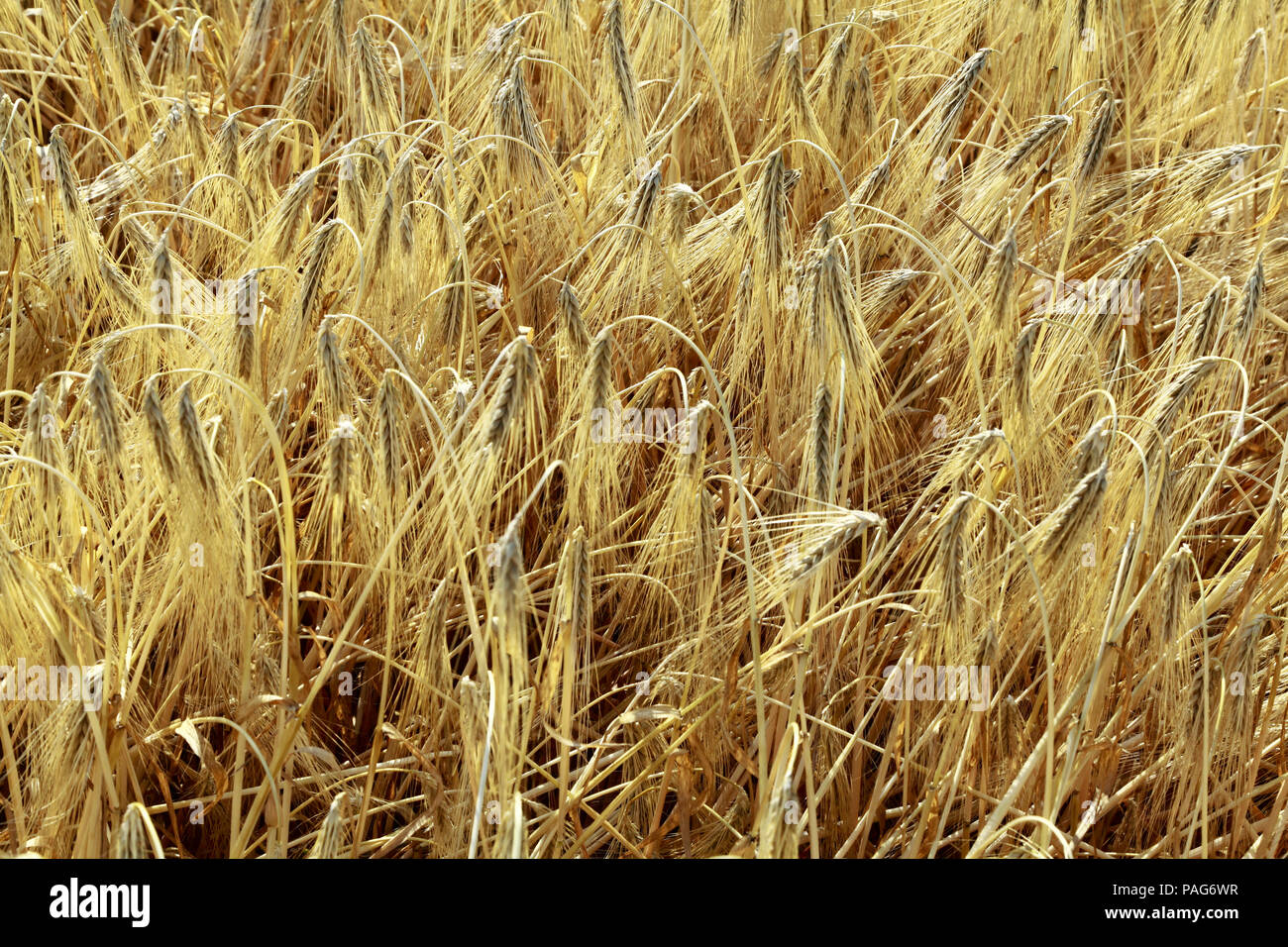 Barley, cereal grain crop, detail,bearded grain heads, Norfolk, England ...