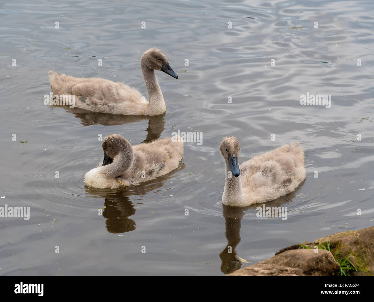 Three young cygnets swimming on a lake Stock Photo - Alamy