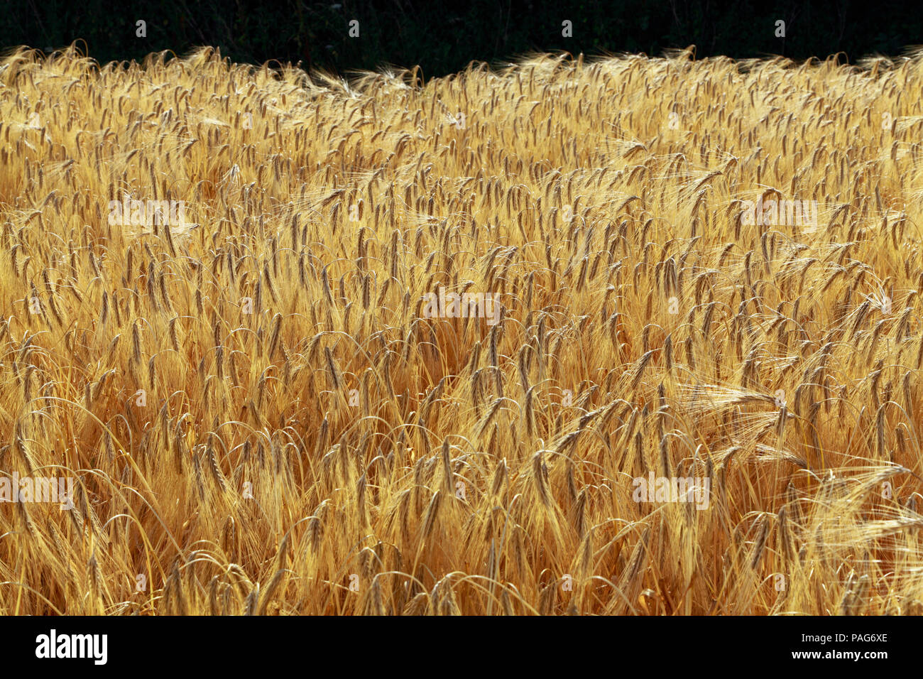 Bearded grain heads hi-res stock photography and images - Alamy