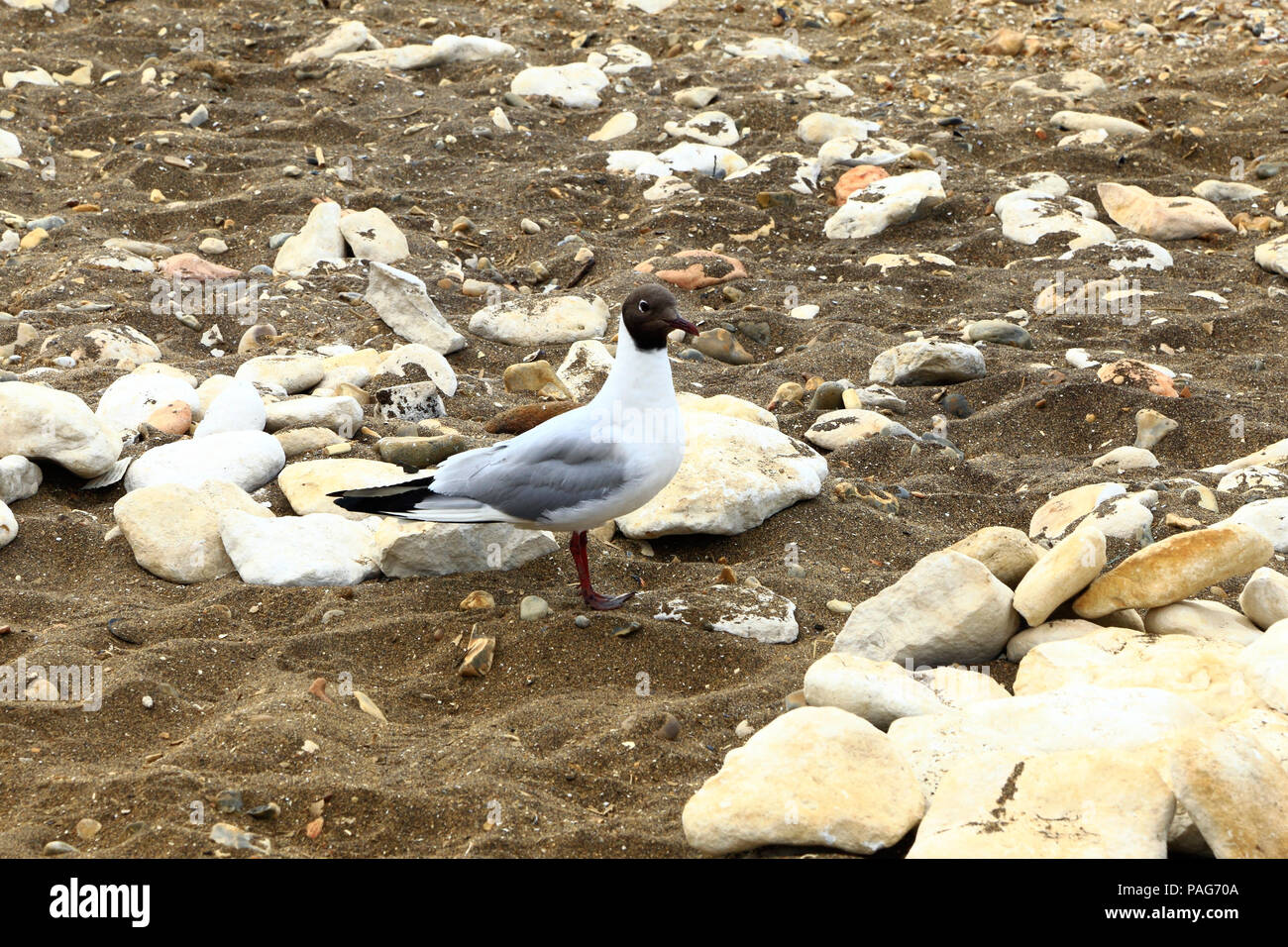 Black Headed Gull, Black Head Gull,, sea bird, sandy, pebble, beach ...