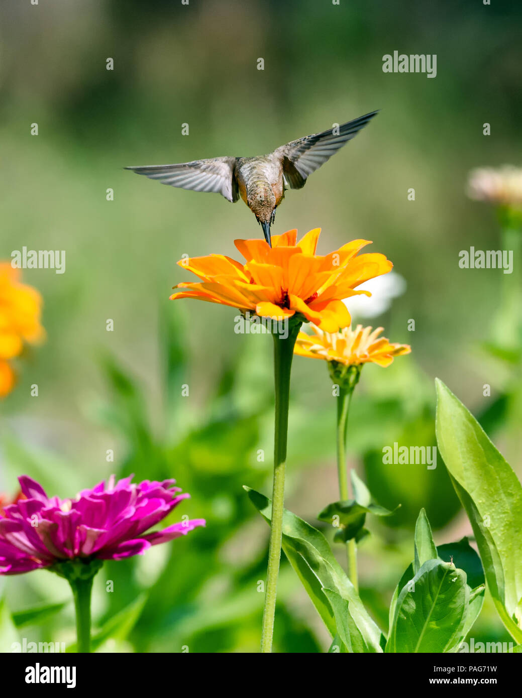 Hummingbird above an orange zinnia flower Stock Photo - Alamy