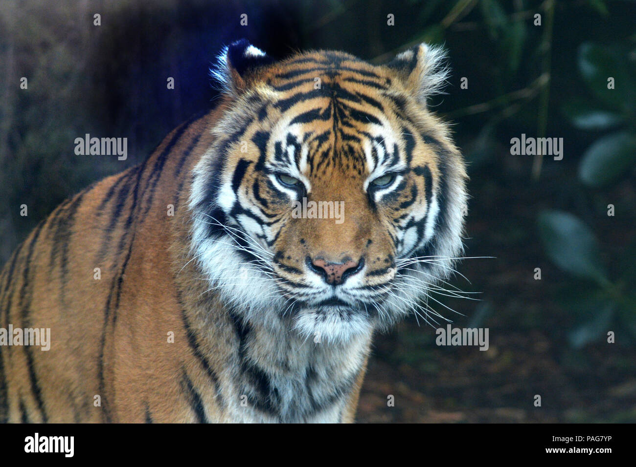 Tiger Male Sumatran Tiger Face Stock Photos & Tiger Male Sumatran Tiger ...