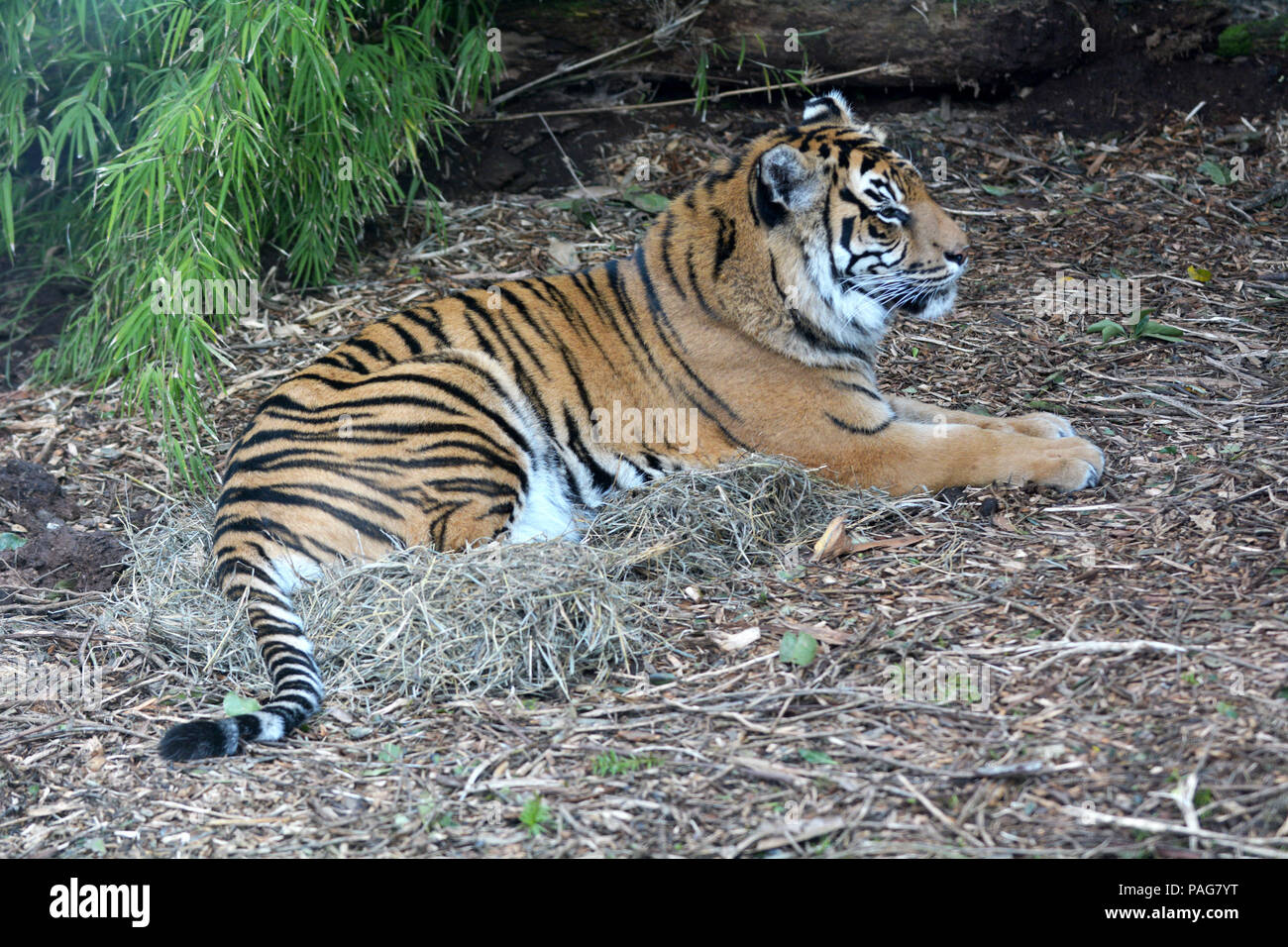Palm Oil Indonesia Rain Forest High Resolution Stock Photography and ...
