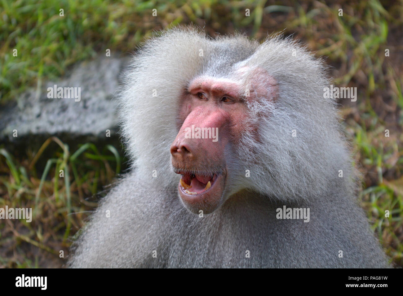 Baboon Angry High Resolution Stock Photography and Images - Alamy