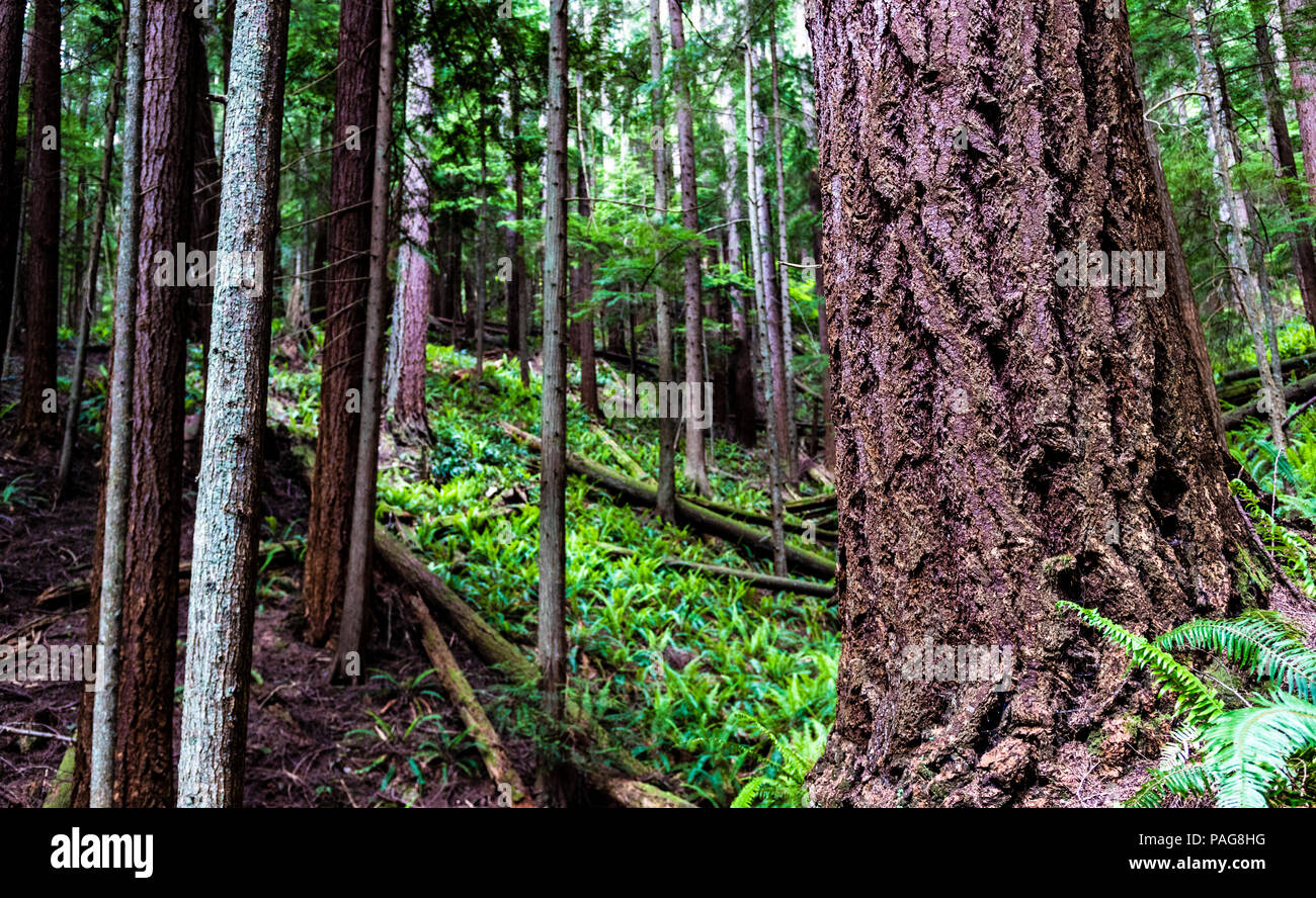 Large tree in an overgrown forest covered in ferns Stock Photo - Alamy