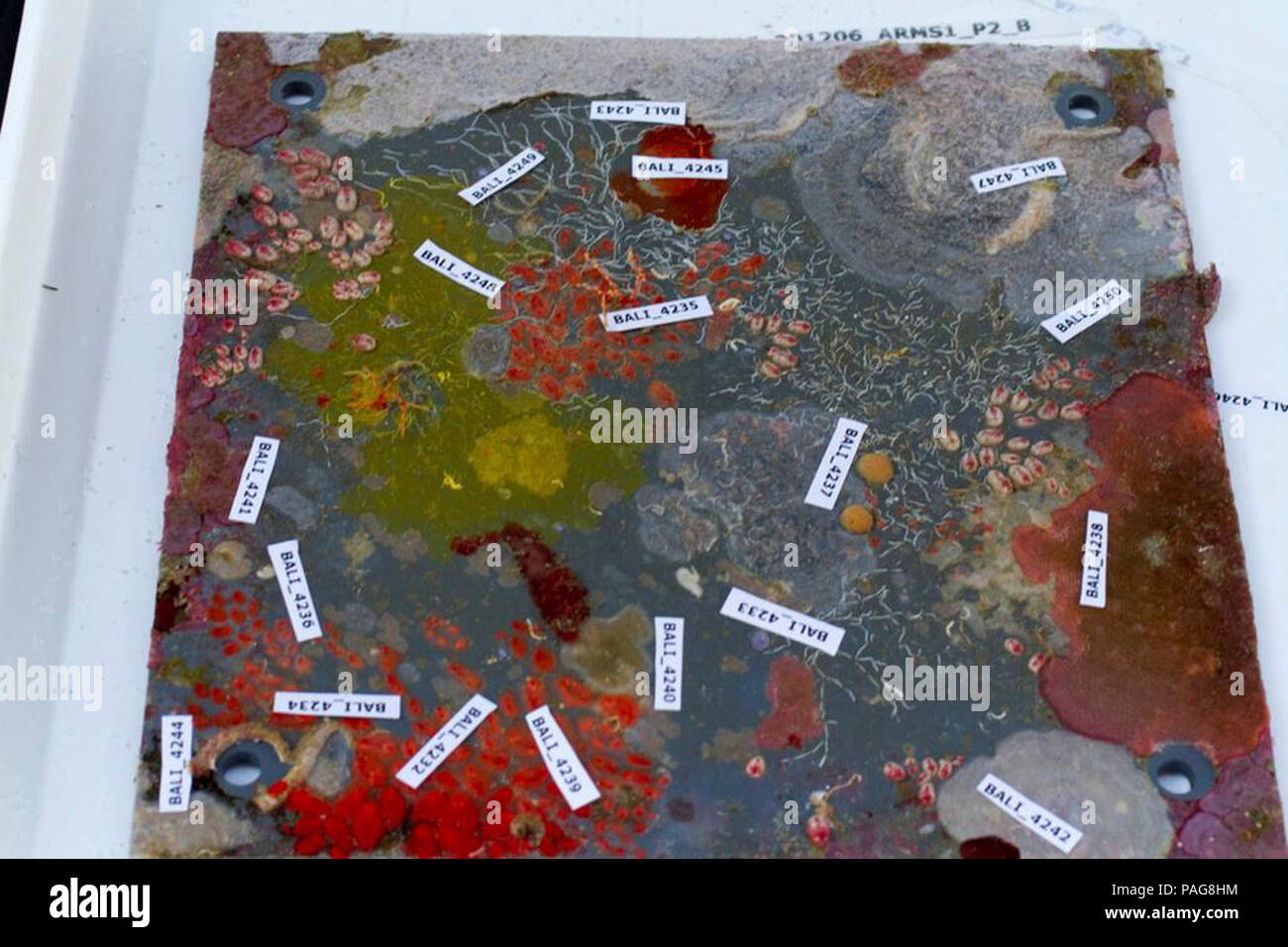 A plate from an Autonomous Reef Monitoring Structure, covered with life ...