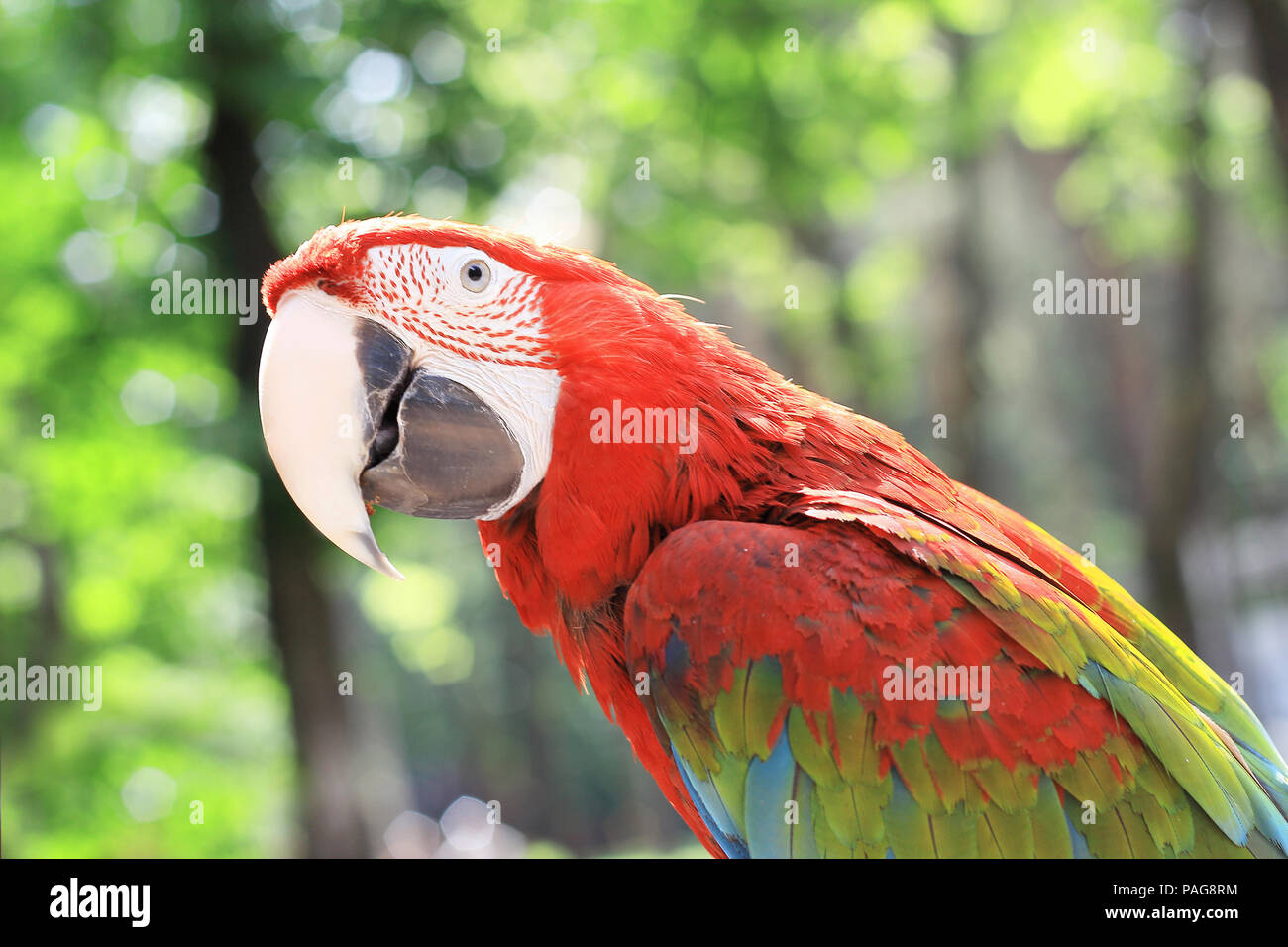 close up.beautiful red macaw parrot on blurred background Stock Photo ...