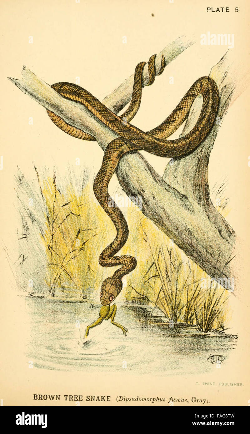 Australian snakes hi-res stock photography and images - Alamy