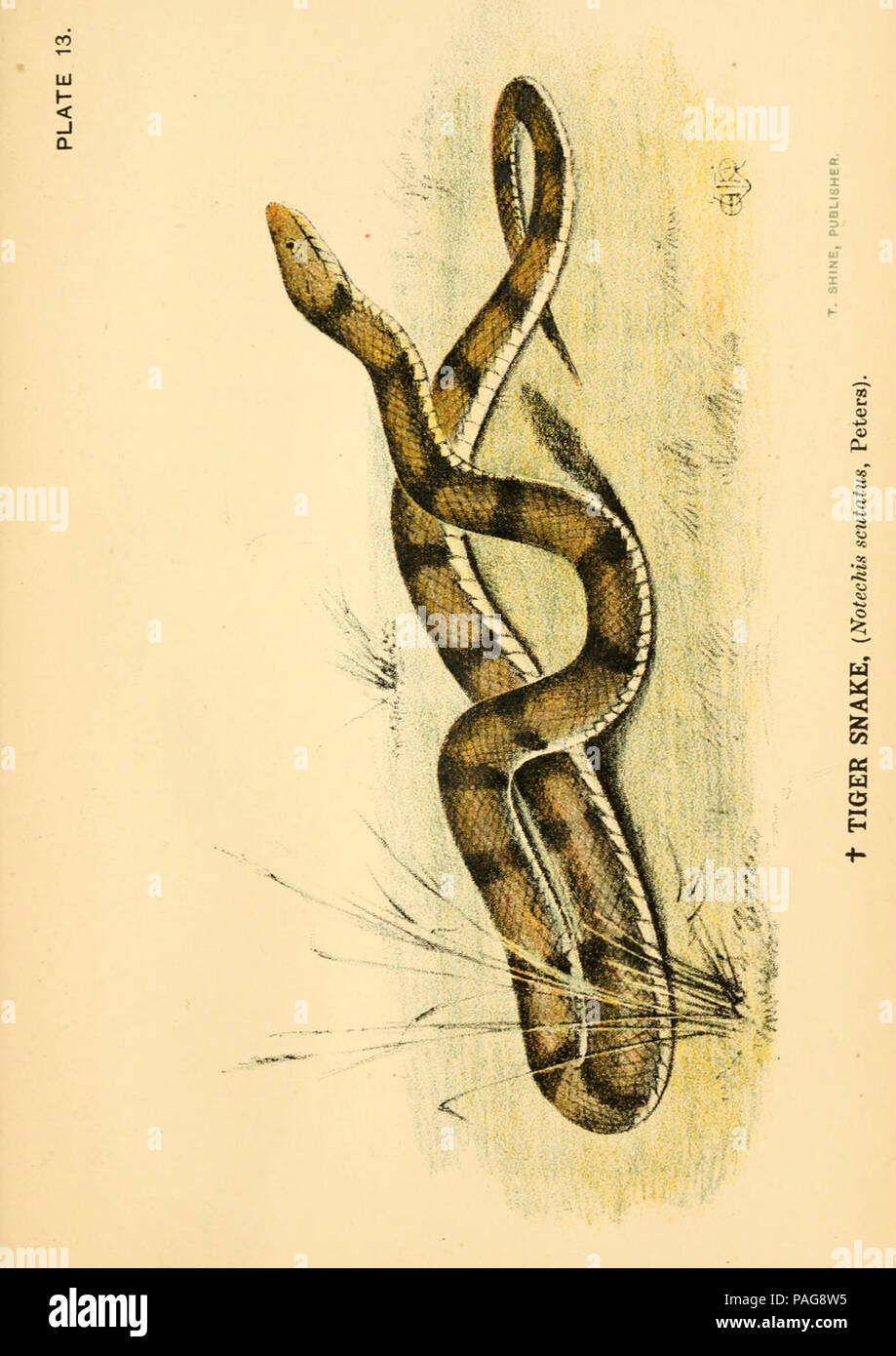 Australian snakes hi-res stock photography and images - Alamy