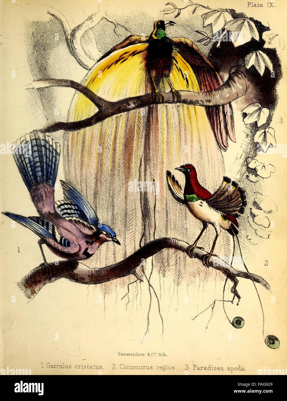 Popular history of birds hi-res stock photography and images - Alamy