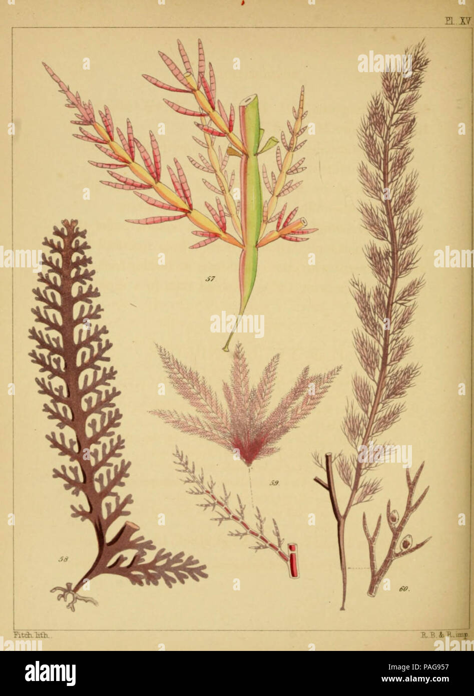 British sea weeds london hi-res stock photography and images - Alamy