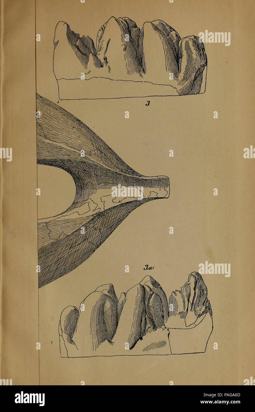 Vertebrate paleontology hi-res stock photography and images - Alamy