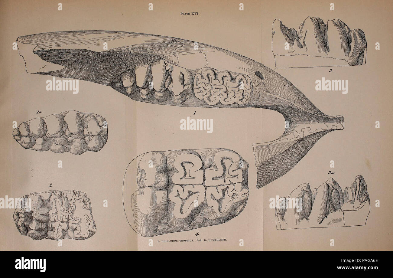 A preliminary report on the vertebrate paleontology of the Llano ...