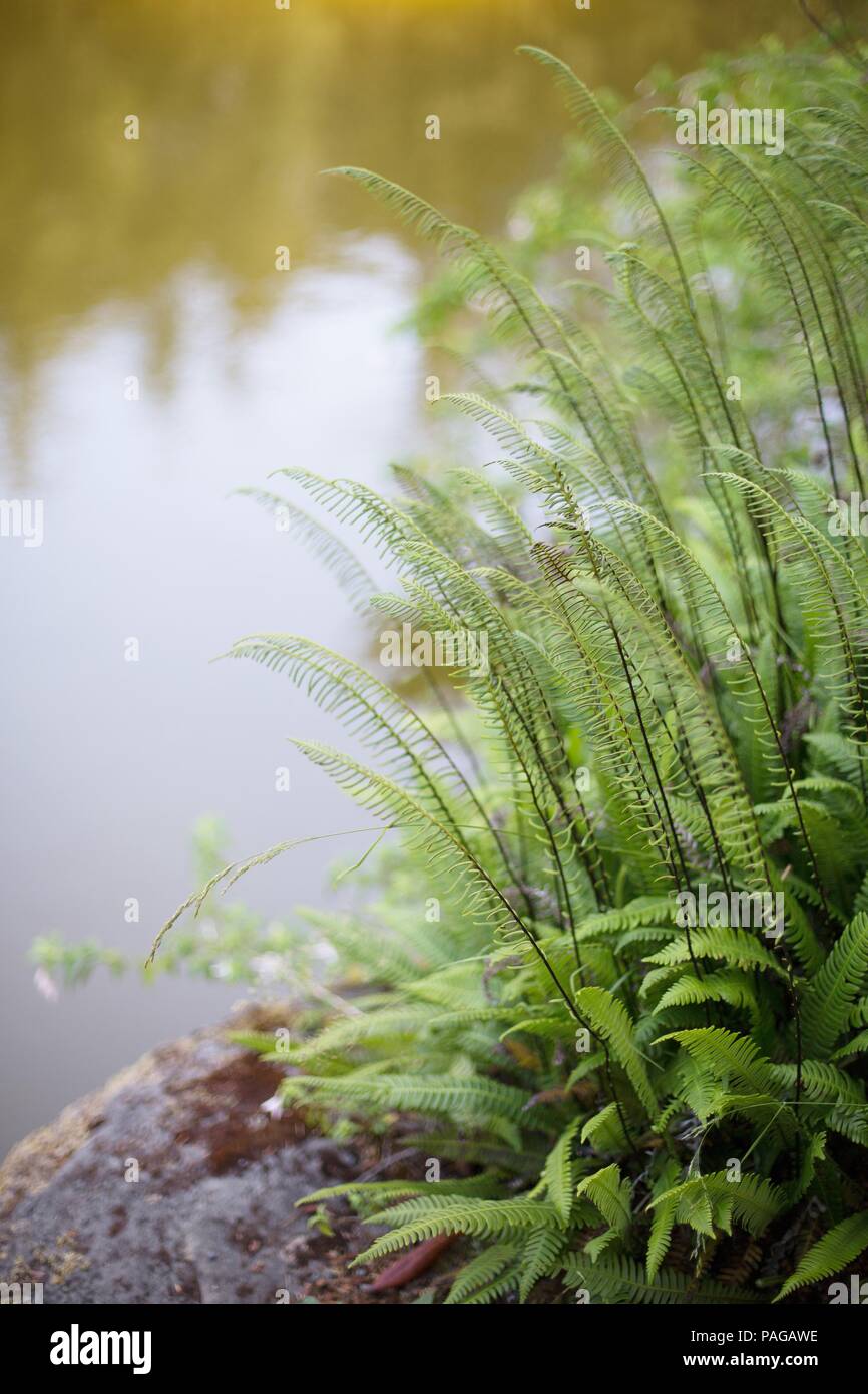 Ferns growing at the edge of a pond, at Shore Acres State Park near ...