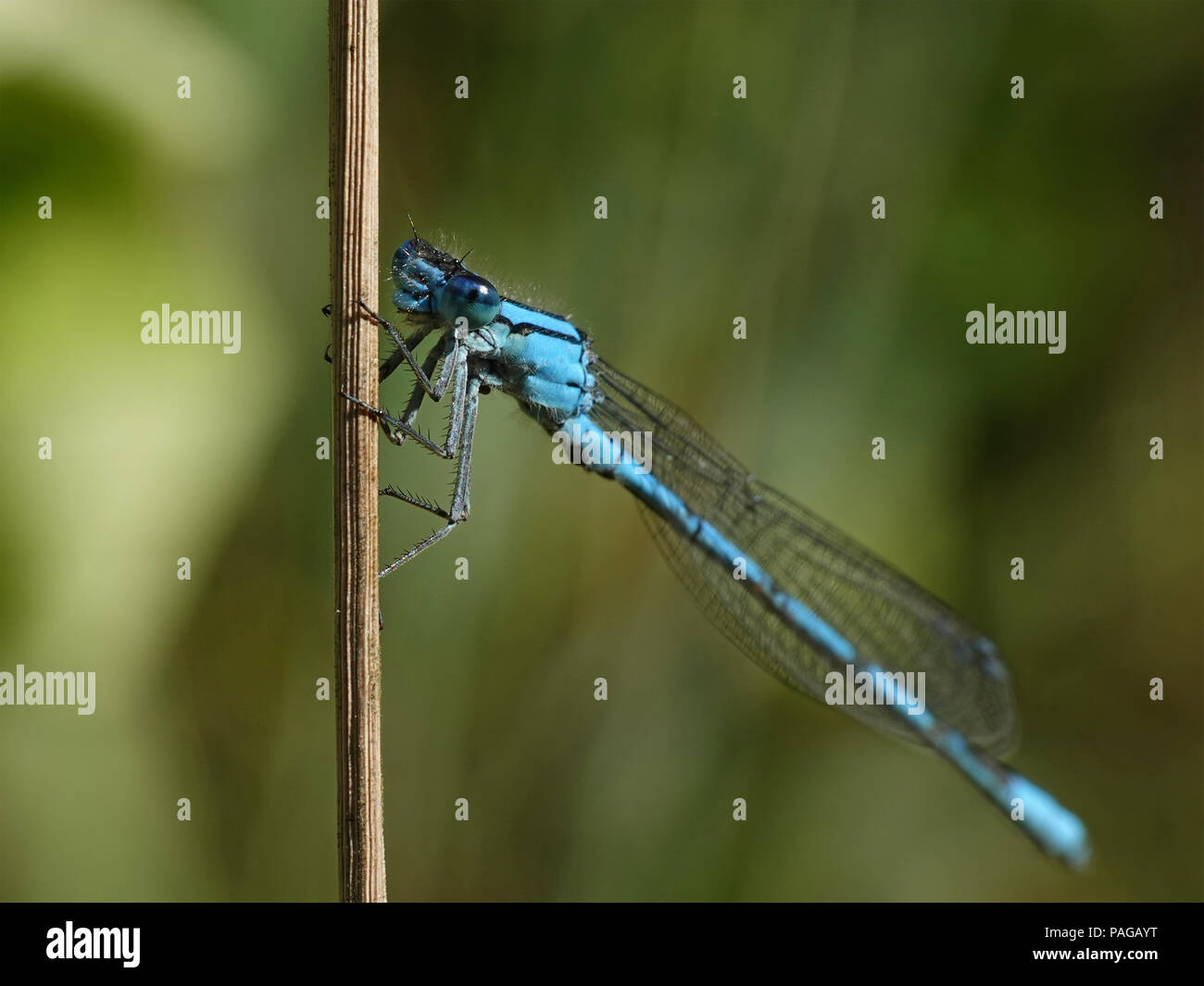 Macro photo of the Common blue damselfly in its habitat in Denmark ...