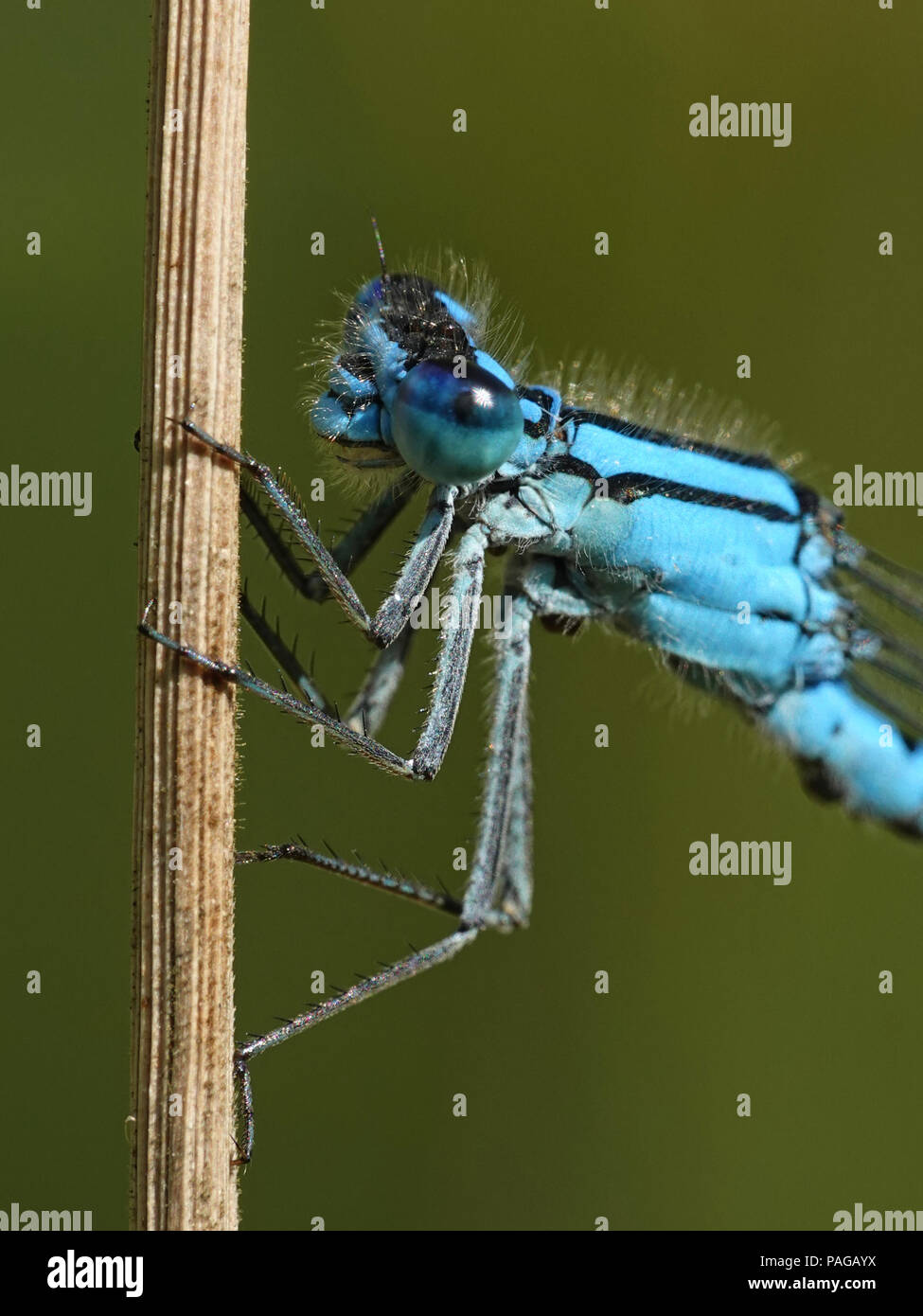 Macro photo of the Common blue damselfly in its habitat in Denmark ...