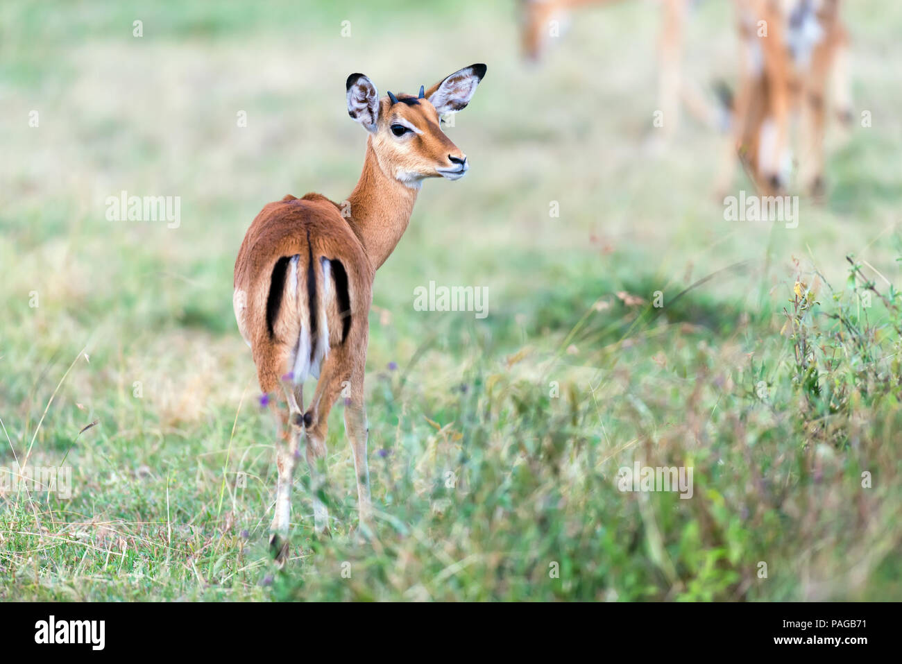 Impala on savanna in National park of Africa, Kenya Stock Photo - Alamy