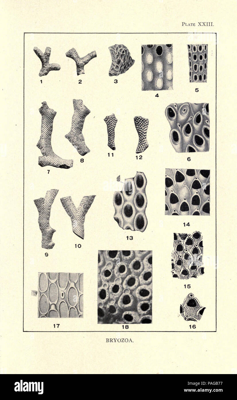 A report on the Cretaceous paleontology of New Jersey (Page 927 Stock ...