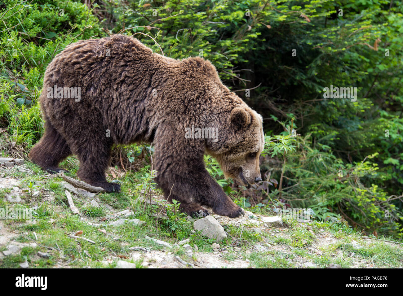 European brown bear in a forest. Wild animal in the nature habitat ...