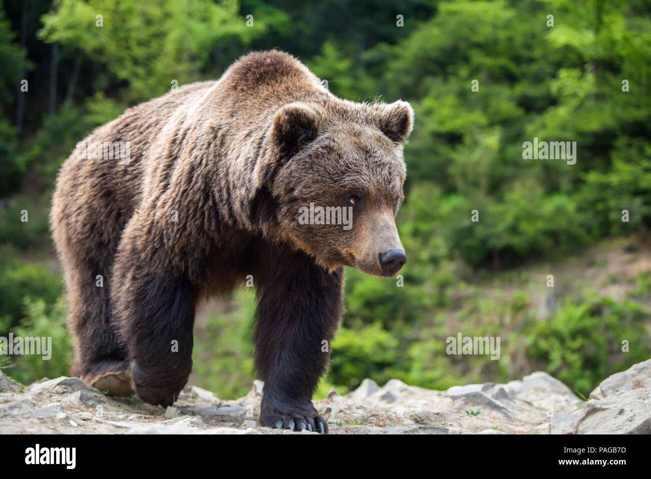 European brown bear in a forest. Wild animal in the nature habitat ...