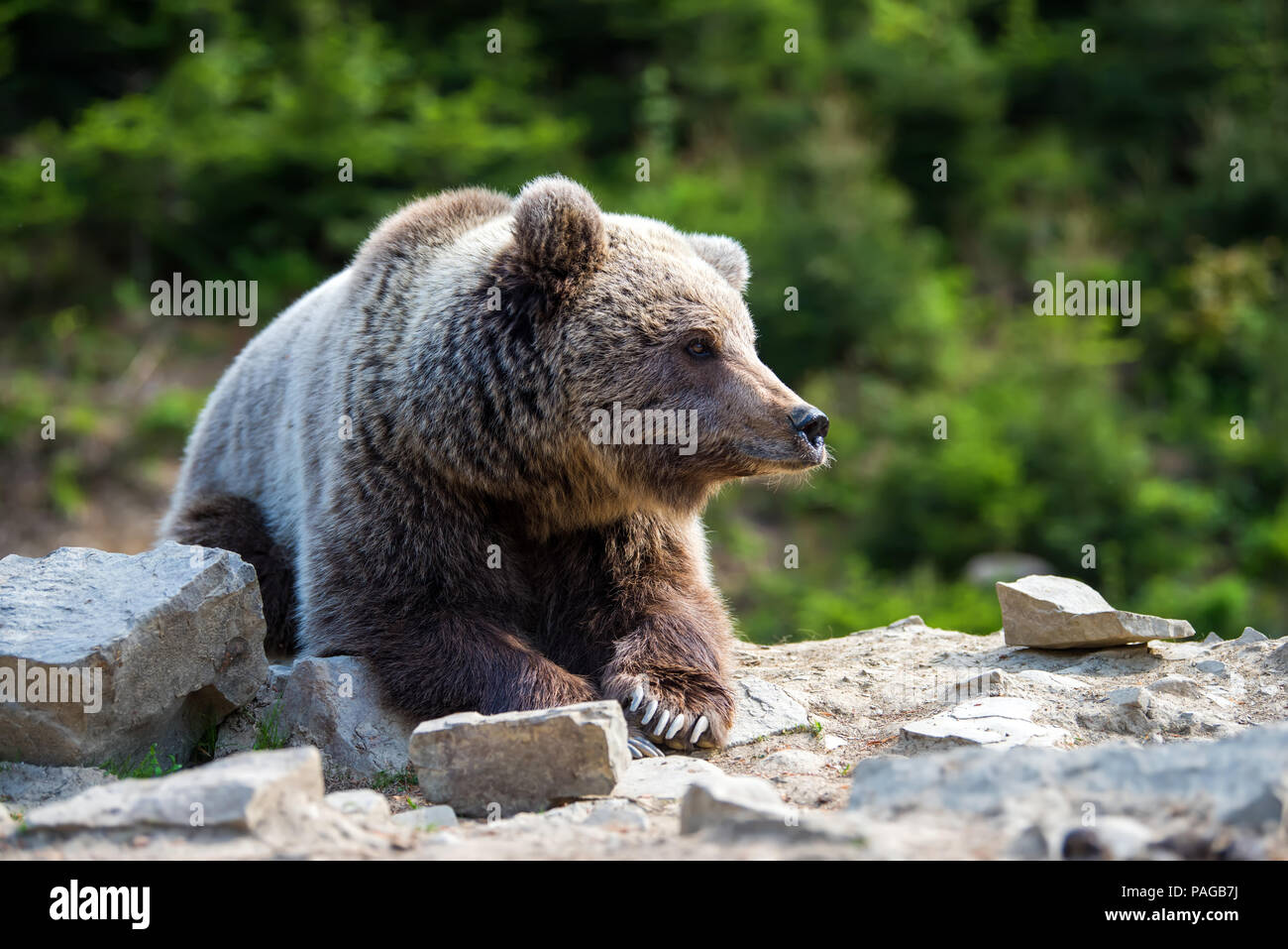 European brown bear in a forest. Wild animal in the nature habitat ...