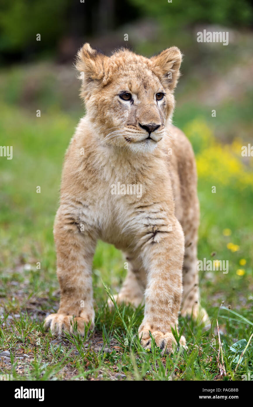 Close young lion cub in the wild Stock Photo - Alamy